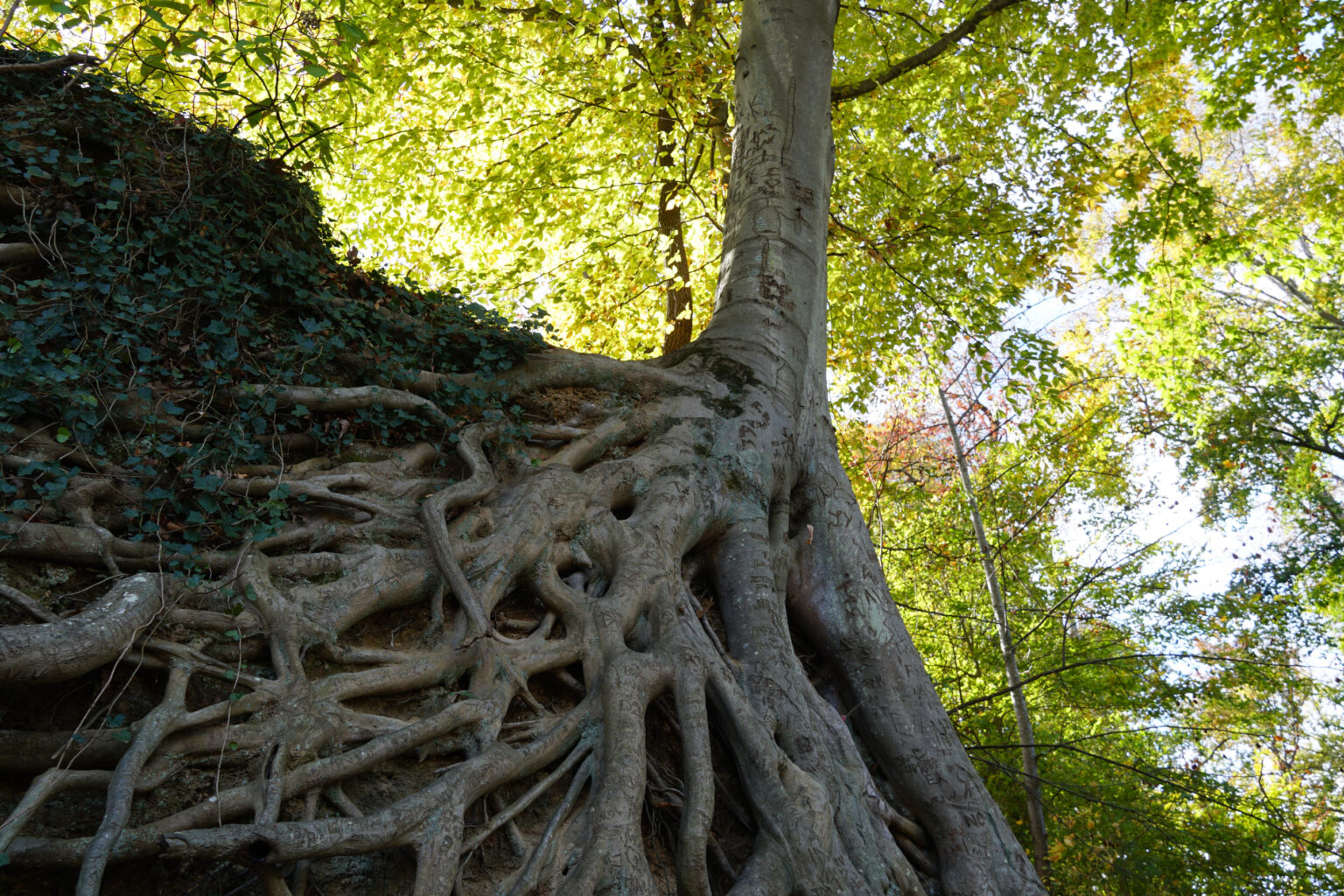 THE MEDUSA TREE - Greenville360